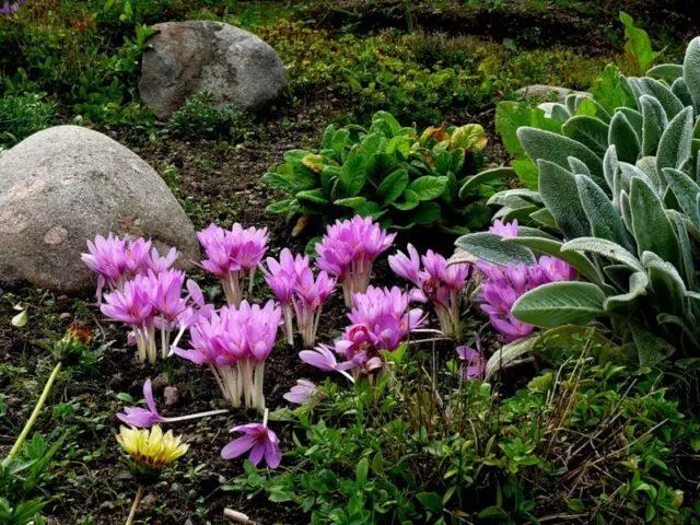 Columnar flower (autumnal): chithunzi ndi kufotokozera, kumuika, momwe mungabzalidwe nthawi yophukira, masika, kusiyana ndi crocus, mankhwala ndi zotsutsana 338_15