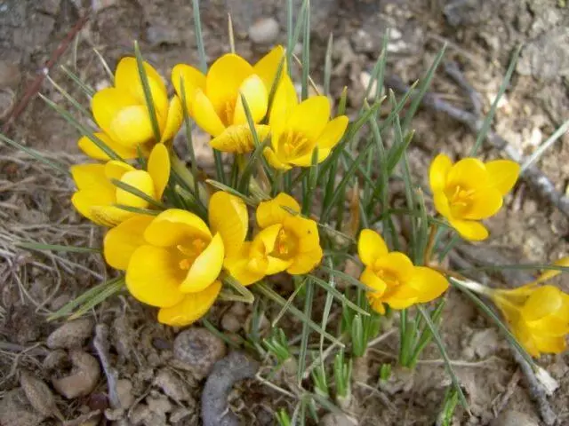 Columnar nga bulak (tingdagdag): litrato ug paghulagway, transplant, kung giunsa pagtanum sa tingdagdag, tingpamulak, kalainan gikan sa crocus, mga kabtangan sa medisina ug mga kontra 338_17