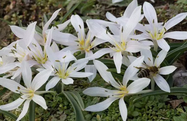 Columnar flower (autumnal): chithunzi ndi kufotokozera, kumuika, momwe mungabzalidwe nthawi yophukira, masika, kusiyana ndi crocus, mankhwala ndi zotsutsana 338_4