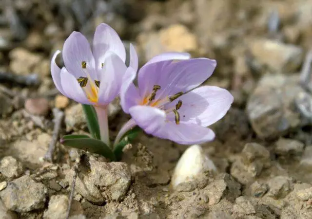 Columnar nga bulak (tingdagdag): litrato ug paghulagway, transplant, kung giunsa pagtanum sa tingdagdag, tingpamulak, kalainan gikan sa crocus, mga kabtangan sa medisina ug mga kontra 338_5