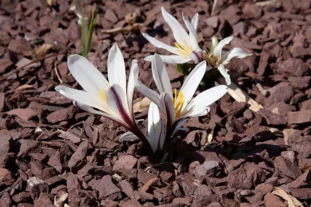 Columnar flower (autumnal): chithunzi ndi kufotokozera, kumuika, momwe mungabzalidwe nthawi yophukira, masika, kusiyana ndi crocus, mankhwala ndi zotsutsana 338_6