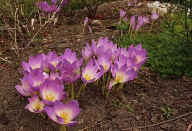 Bunga kolom (musim gugur): foto dan deskripsi, transplantasi, cara menanam di musim gugur, musim semi, perbedaan dari crocus, sifat obat dan kontraindikasi 338_9