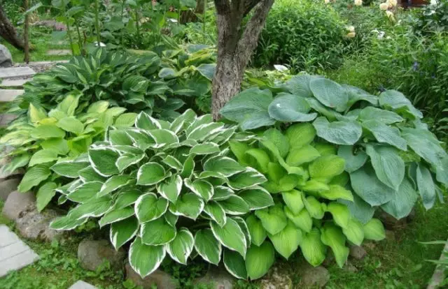 Hosta Christmas Tree (Pohon Natal): foto dan deskripsi varietas, penanaman dan perawatan, budidaya 3410_2