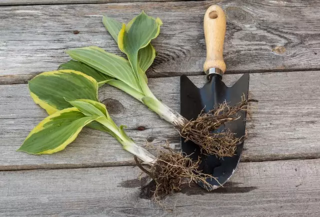 Hosta Christmas Tree (Arbre de Nadal): foto i descripció de la varietat, plantació i cura, cultiu 3410_3