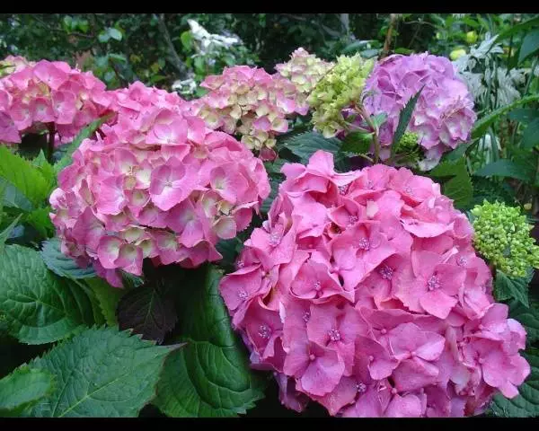 Hydrangea ໃນລະດູໃບໄມ້ຫຼົ່ນ: ການກະກຽມ ສຳ ລັບລະດູ ໜາວ 3415_1