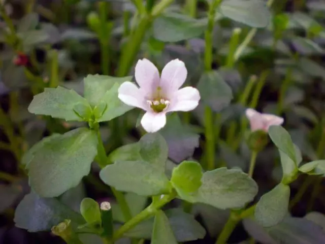 Bacopa: အစေ့မှအစေ့များ၊ ဓာတ်ပုံများ၊ ပြန်လည်သုံးသပ်ခြင်း 3420_1