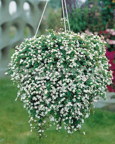 Ampel Bacopa: foto, cando sementar, plantar e coidar, críticas 3422_1