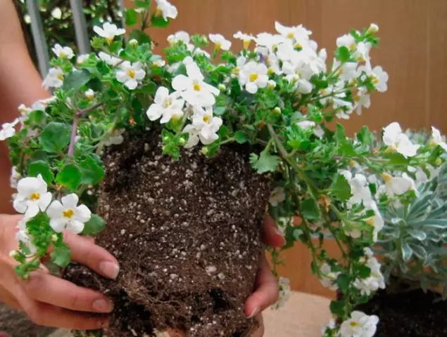 Ampel Bacopa: foto, cando sementar, plantar e coidar, críticas 3422_12