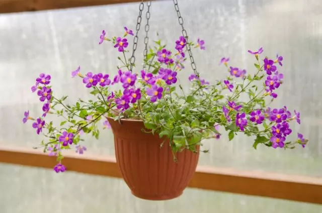 Ampel Bacopa: foto, cando sementar, plantar e coidar, críticas 3422_13