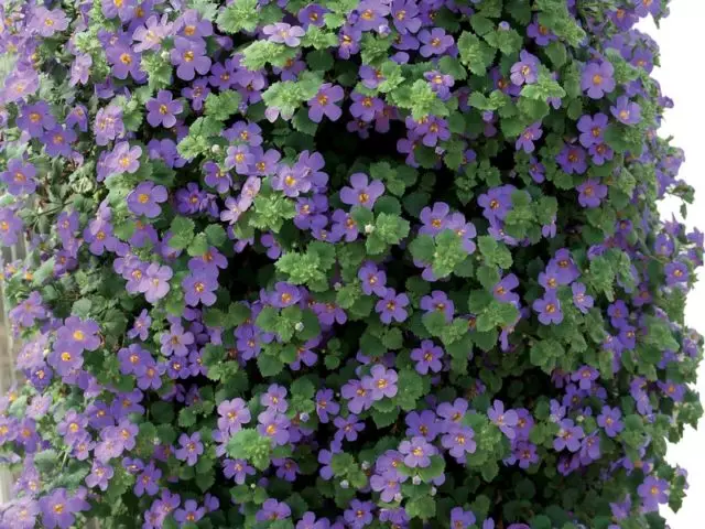 Ampel Bacopa: foto, cando sementar, plantar e coidar, críticas 3422_14