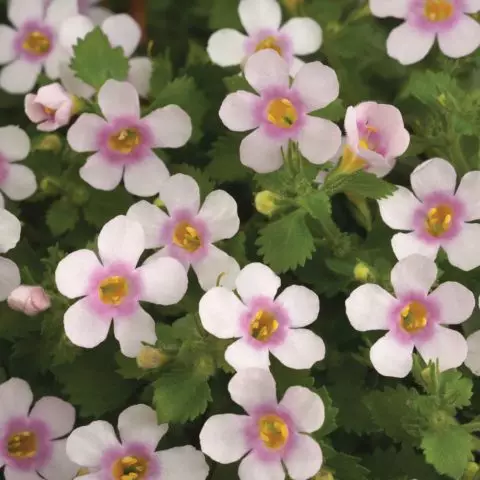 Ampel Bacopa: foto, cando sementar, plantar e coidar, críticas 3422_16