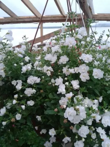 Ampel Bacopa: foto, cando sementar, plantar e coidar, críticas 3422_17