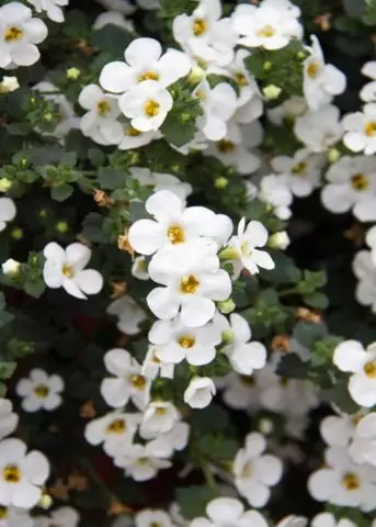 Ampel Bacopa: foto, cando sementar, plantar e coidar, críticas 3422_2