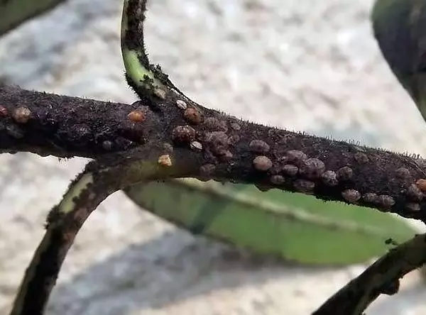 Ampel Bacopa: foto, cando sementar, plantar e coidar, críticas 3422_20