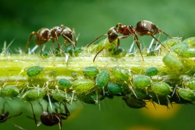 Ampel Bacopa: foto, quando seminare, piantare e curare, recensioni 3422_21