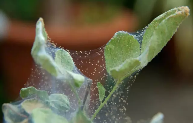 Ampel Bacopa: foto, cando sementar, plantar e coidar, críticas 3422_22