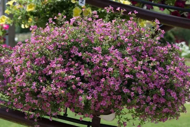 Ampel Bacopa: foto, cando sementar, plantar e coidar, críticas 3422_23