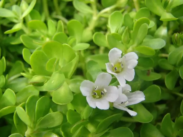 Ampel Bacopa: foto, cando sementar, plantar e coidar, críticas 3422_24