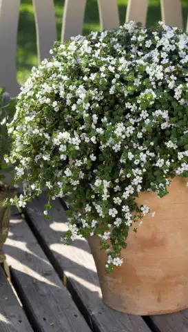 Ampel Bacopa: ritratt, meta tinżergħa, tħawwil u kura, reviżjonijiet 3422_25