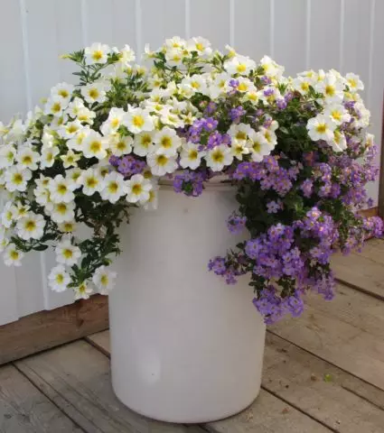 Ampel Bacopa: foto, cando sementar, plantar e coidar, críticas 3422_27