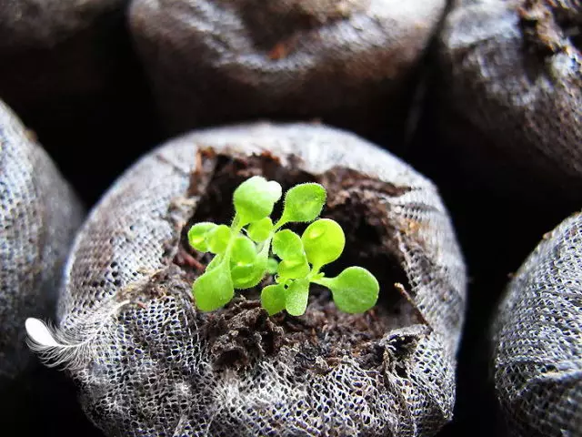 Ampel Bacopa: foto, cando sementar, plantar e coidar, críticas 3422_3