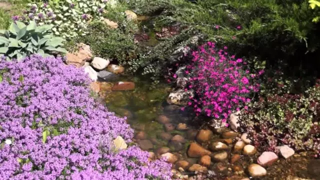 Ampel Bacopa: foto, cando sementar, plantar e coidar, críticas 3422_30