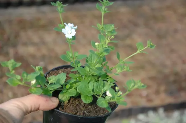 Ampel Bacopa: foto, cando sementar, plantar e coidar, críticas 3422_4