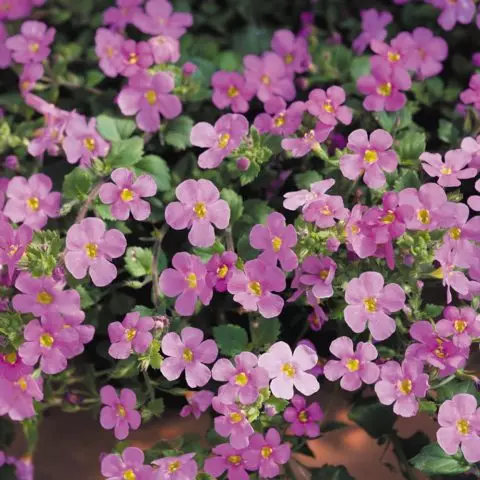 Ampel Bacopa: foto, cando sementar, plantar e coidar, críticas 3422_41