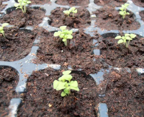 Ampel Bacopa: foto, cando sementar, plantar e coidar, críticas 3422_5