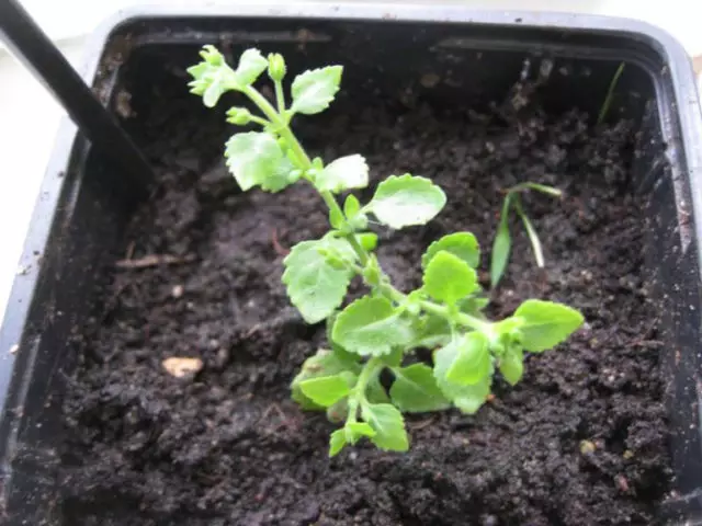 Ampel Bacopa: foto, cando sementar, plantar e coidar, críticas 3422_6