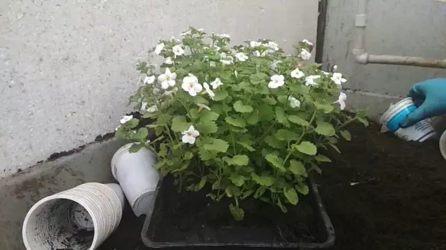 Ampel Bacopa: фото, қашан егу, отырғызу және күтім, шолулар 3422_9