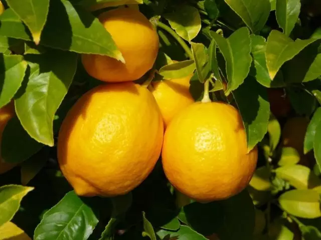 Otu esi etinyere lemon ka o wee mịa mkpụrụ: site na ịkpụ, buds, kewaa, oge ịtọpụ 3424_1