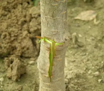 നാരങ്ങ ഫലം കായ്ക്കാൻ എങ്ങനെ ഒട്ടിക്കാം: വെട്ടിയെടുത്ത്, മുകുളങ്ങൾ, പിളർപ്പ്, ഒട്ടിക്കൽ സമയം 3424_12