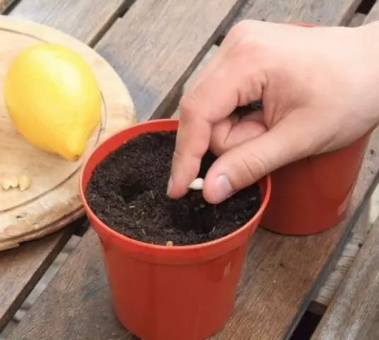 Hur man ympar en citron så att den bär frukt: genom sticklingar, knoppar, klyvning, tidpunkt för ympning 3424_2