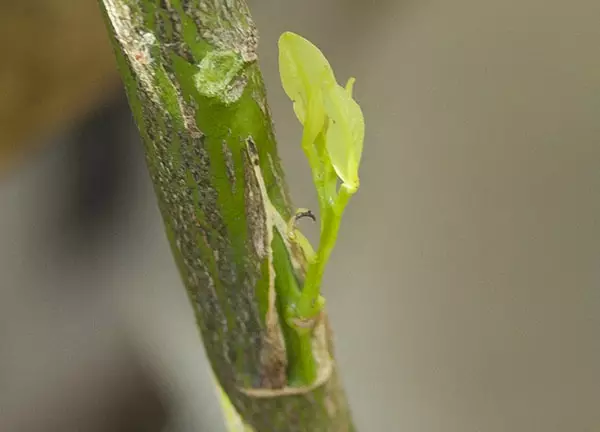 Paano mag-graft ng isang lemon upang mamunga ito: sa pamamagitan ng pinagputulan, buds, split, tiyempo ng paghugpong 3424_27