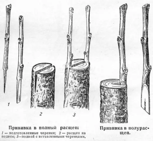 Limon mevali bo'lishi uchun uni qanday payvand qilish kerak: so'qmoqlar, kurtaklari, bo'laklari, payvandlash vaqti 3424_8