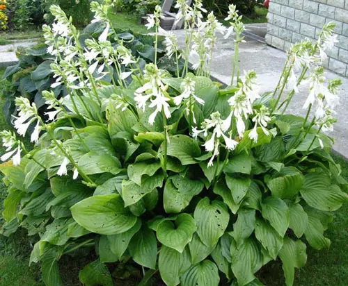 Hosta plantaginea: einkenni, gróðursetningu og umhirðu, ræktun 3440_1