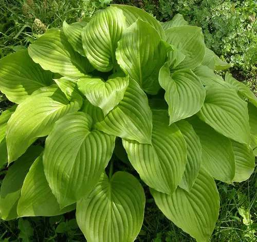 Hosta plantaginea: mga katangian, pagtatanim at pangangalaga, paglilinang 3440_2