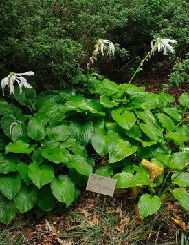 Hosta plantaginea: ลักษณะการปลูกและการดูแลการเพาะปลูก 3440_3