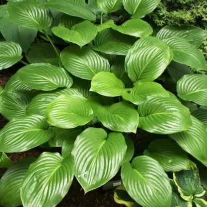 Hosta plantaginea: шинж чанар, тарих, арчлах, тариалах 3440_4