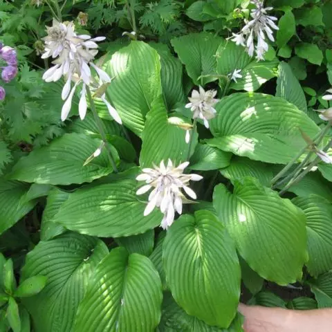 Hosta plantaginea: mga katangian, pagtatanim at pangangalaga, paglilinang 3440_5