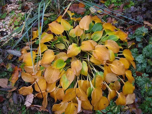 Hosta plantaginea: mga katangian, pagtatanim at pangangalaga, paglilinang 3440_6