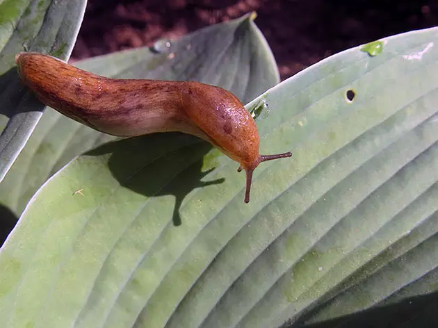 Hosta plantaginea: mga katangian, pagtatanim at pangangalaga, paglilinang 3440_7