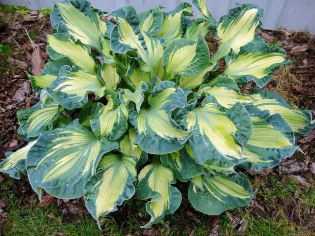 Hosta Golden Meadows: maelezo, upandaji na utunzaji, uzazi 3442_1