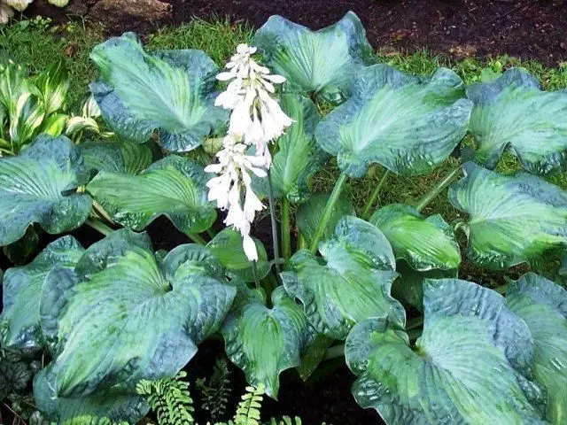 „Hosta Golden Meadows“: aprašymas, sodinimas ir priežiūra, dauginimasis 3442_2