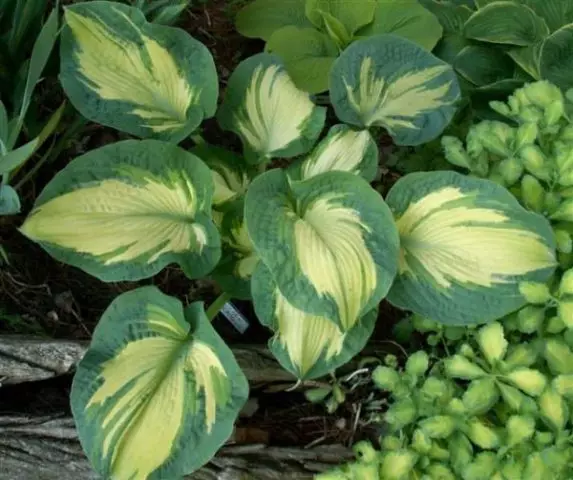 „Hosta Golden Meadows“: aprašymas, sodinimas ir priežiūra, dauginimasis 3442_4