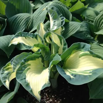 Hosta Golden Meadows: maelezo, upandaji na utunzaji, uzazi 3442_5