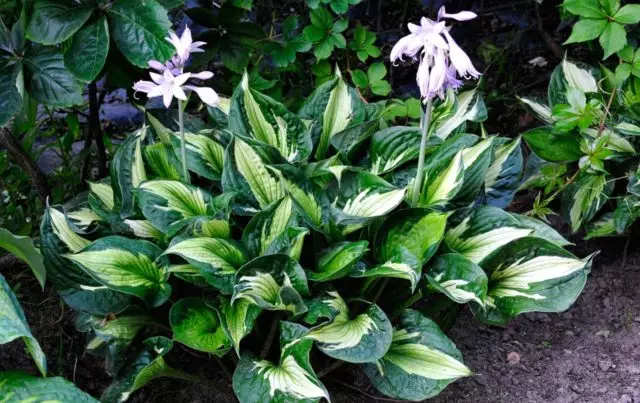 Hosta Golden Meadows: maelezo, upandaji na utunzaji, uzazi 3442_6