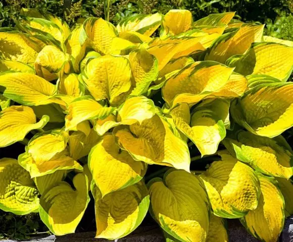 Hosta yellow: species and varieties with photos, description, cultivation 3444_1