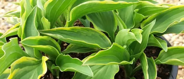 Hosta yellow: species and varieties with photos, description, cultivation 3444_10